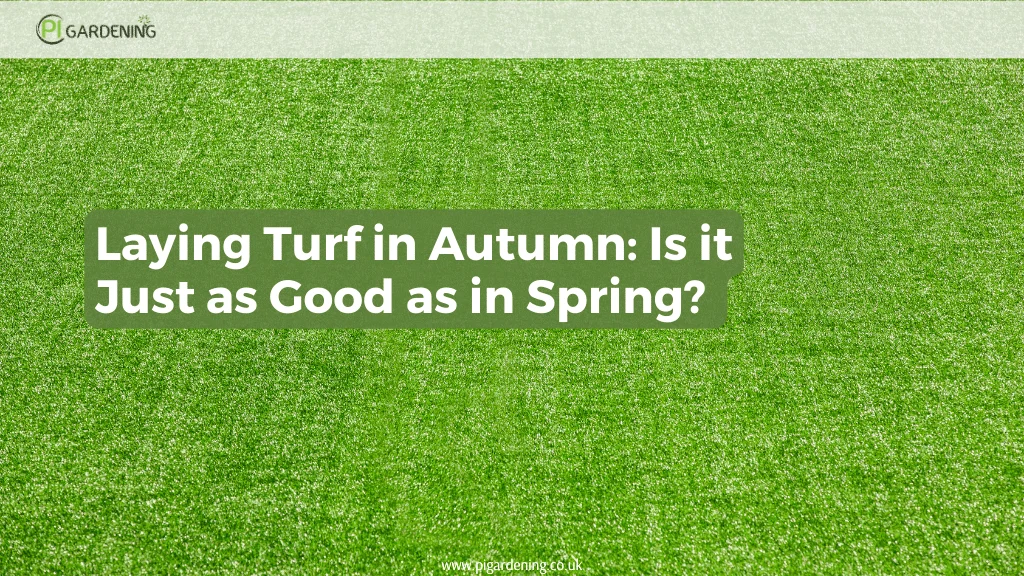 Autumn Turf vs. Spring: Expert Insights - PI Gardening